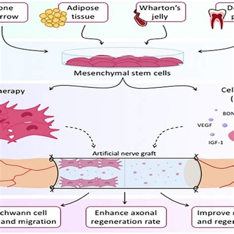 Improve Nerve Regeneration Using Therapies Based On Mesenchymal Stem Download Scientific