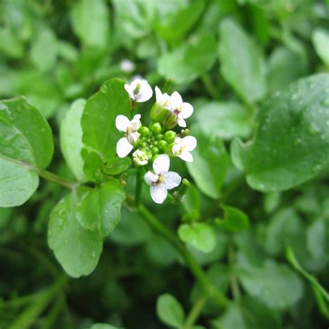 Watercress Rorippa Nasturtium Aquaticum Plants For Ponds