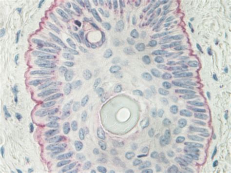 Anti Ifn Lambda 2 Antibody Arg66112 Arigo Biolaboratories