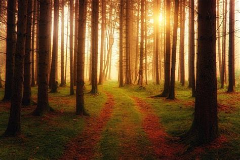 Gold des Waldes | Wildpflanzenschule