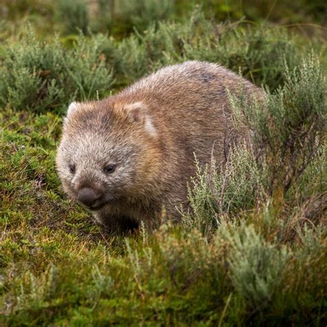 Species Of The Week Bare Nosed Wombat Vombatus Ursinus The Iconic