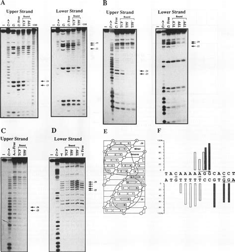 Probing Dna Protein Interactions In The Rabbit Uteroglobin Tata Box Download Scientific Diagram