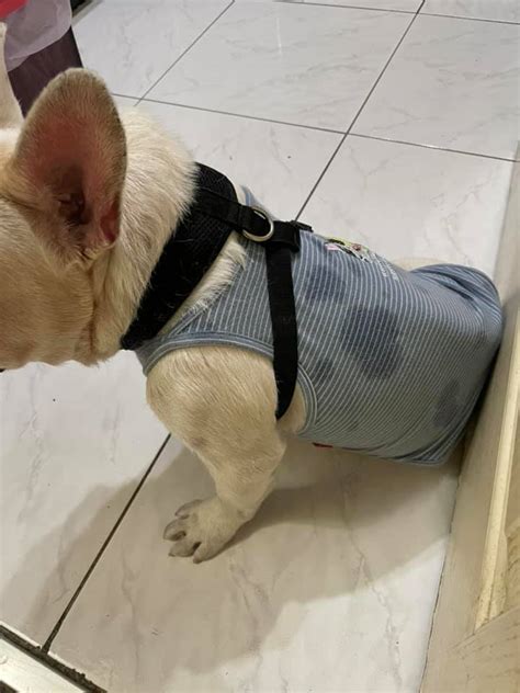 法國鬥牛犬醬寶之彩虹星球 超級沒公德心的住戶 把我跟醬寶變成落湯雞 😰😰 下班時間從陽台潑水是哪招 🤬🤬