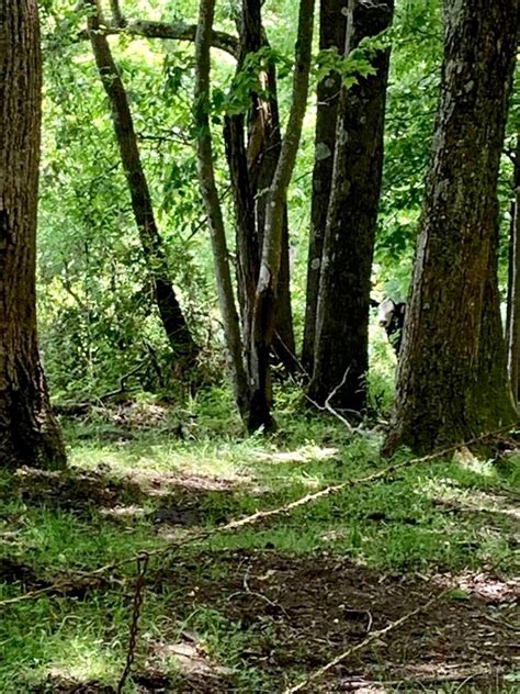 Get Out Backpacking Weekend Gem Three Peak And Grayson Highlands Loop