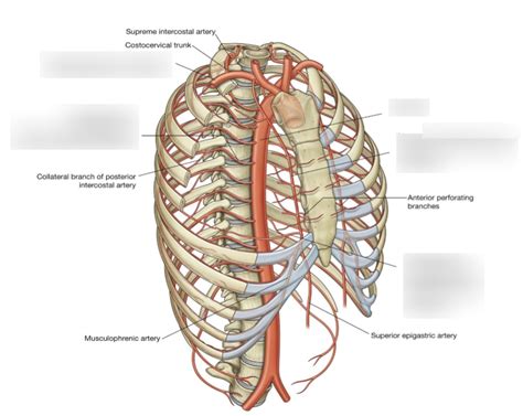 Diagram Of Intercostal Arteries Quizlet