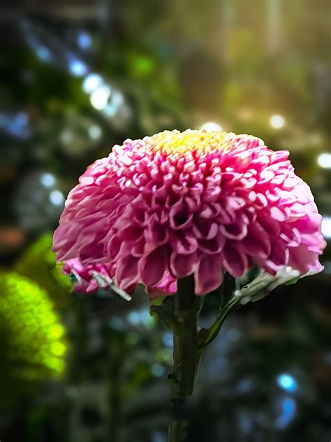 무료 이미지 국화 탁구 꽃잎 달리아 초본 식물 꽃 피는 식물 연간 공장 마젠타 육상 식물 장미 가족 꽃꽂이 꽃을 자르다 플로랄 디자인 플로리스트