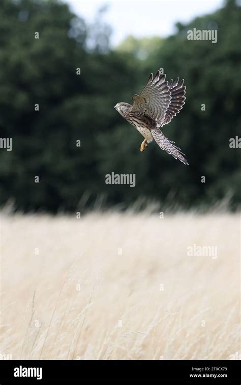 The Kestrel Coming In To Land Richmond England Heartracing Images Show