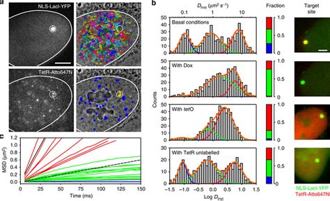 Single Molecule Analysis Of Tetr Atto647n Nuclear Exploration A Top Download Scientific