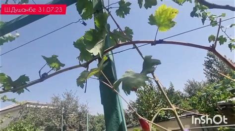 виноград дубовский розовый в Таджикистане Ангури дубовский розовый дар ...