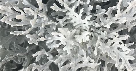 Organic Patterns Are So Inspiring From My Mommas Garden Album On Imgur