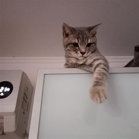 Продам котят с родословной купить в Краснодаре цена 1 500 руб дата