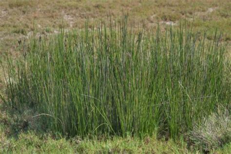 Juncus Rigidus Bastana Online Gardens