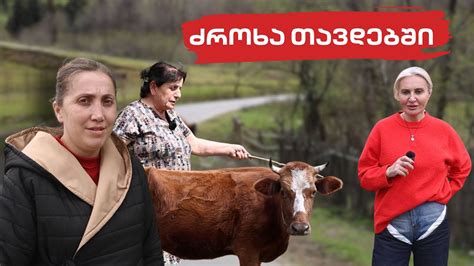 სხვა ნანუკა ძროხა თავდებში Youtube