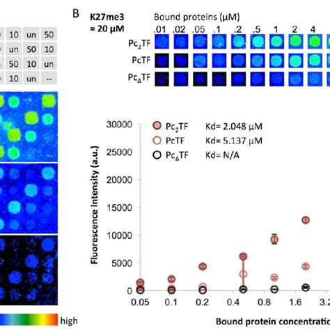 Binding Affinities For Pctf And Pc 2 Tf Were Determined Using Spot Download Scientific Diagram