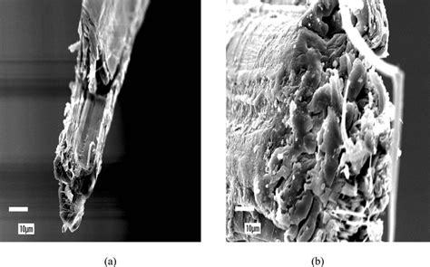 Sem Micrographs Of A Untreated And B 003 Naoh Treated Hemp Fibre