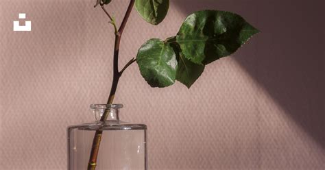 핑크 플라워 사진 Unsplash의 무료 꽃 이미지