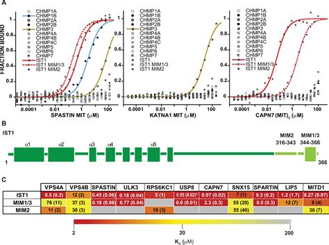 Comprehensive Analysis Of The Human Escrt Iii Mit Domain Interactome Reveals New Cofactors For