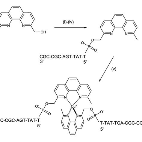 Synthesis Of A Palindromic Oligonucleotide By Self Assembly I Cep Cl Download Scientific