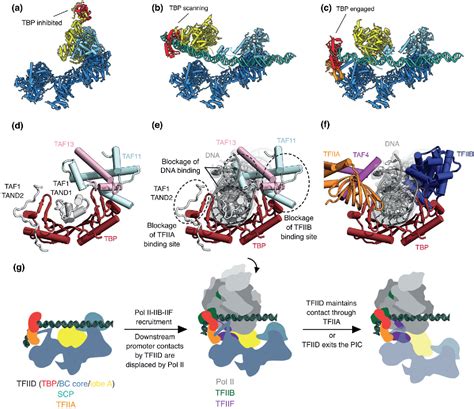 Figure 2 From Recent Insights Into The Structure Of Tfiid Its Assembly