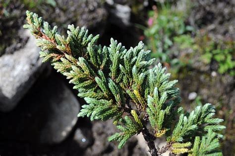 Juniperus Pingii Var Wilsonii Rehder Silba Plants Of The World