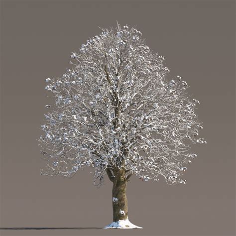 Seasonal Trees Archmodels Vol 258 Evermotion