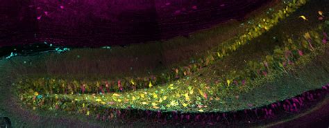 Home Interdepartmental Graduate Program In Dynamical Neuroscience Uc Santa Barbara