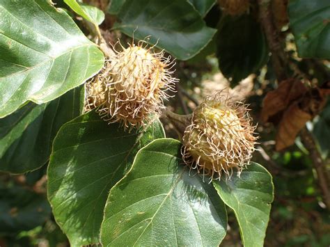 Fagus Sylvatica Biologie Végétale