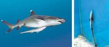 수중 생물 배워요 빨판상어live Sharksucker