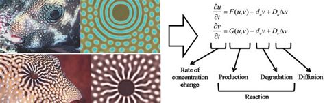 Turing Chemical Morphogenesis Is A Leading Model For Explaining