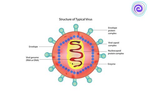 Structure Of Virus Anatomy System Human Body Anatomy Diagram And Chart Images