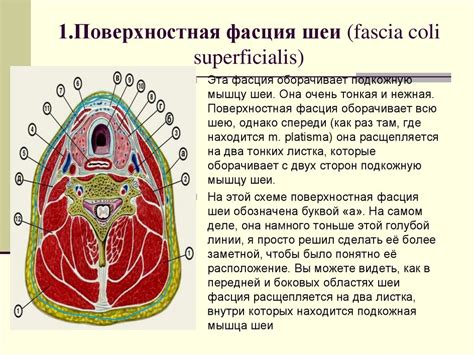 Топографическая анатомия шеи - презентация онлайн