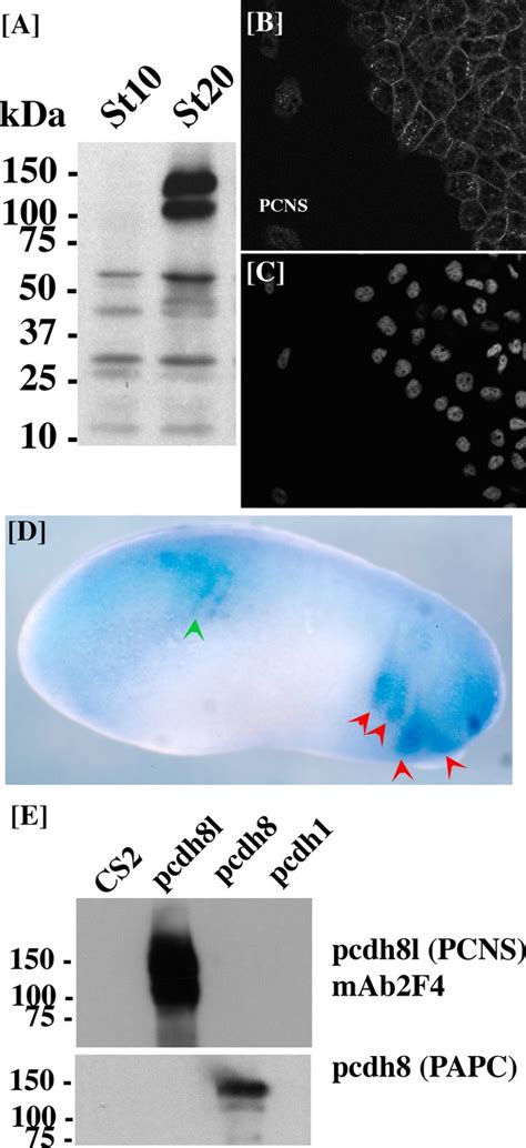 Figures And Data In Dual Control Of Pcdh8l PCNS Expression And Function