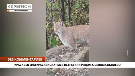 КРАСАВЕЦ ИЛИ КРАСАВИЦА РЫСЬ ВСТРЕТИЛИ РЯДОМ С СЕЛОМ СОБОЛЕВО • БЕЗ КОММЕНТАРИЕВ Youtube