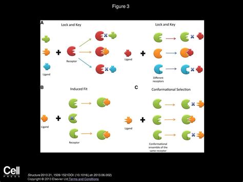 Allosteric Conformational Barcodes Direct Signaling In The Cell Ppt
