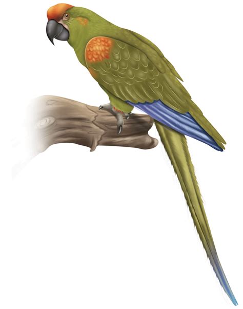 Red Fronted Macaw Sawan Books