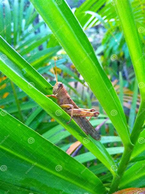 Grasshopper Walking In The Green Leaf Stock Image Image Of Branch