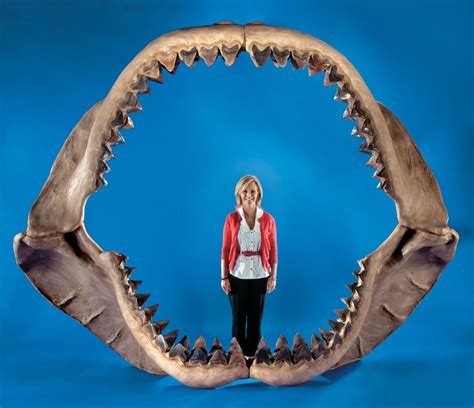 The History Blog Blog Archive Worlds Largest Megalodon Jaw For Sale