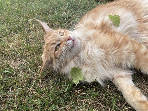 Hello My Name Is Piper And Im A Catnip Addict R Scrungycats