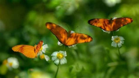 Julia Setup Code And Tips