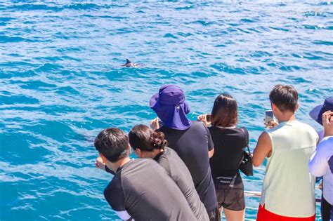 괌여행 괌 돌핀크루즈 돌고래투어 스노쿨링 액티비티 네이버 블로그