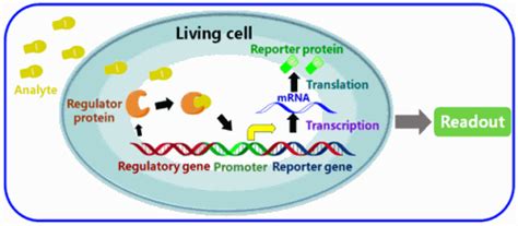 Bacterial Biosensors The Future Of Analyte Detection