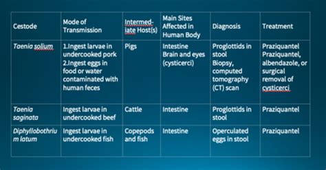 Lecture 11 Worms Flashcards Quizlet