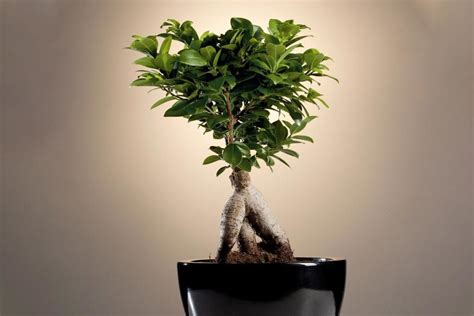 რით გავანოყიეროთ ზრდასრული ფიკუსი რომელსაც ზამთრის შემდეგ ფოთლები გაცვივდა