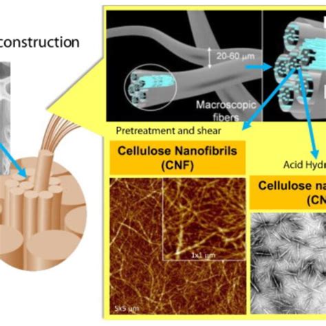Schematic Illustration Of Cellulose Nanofibrils Cnf And Cellulose Download Scientific Diagram