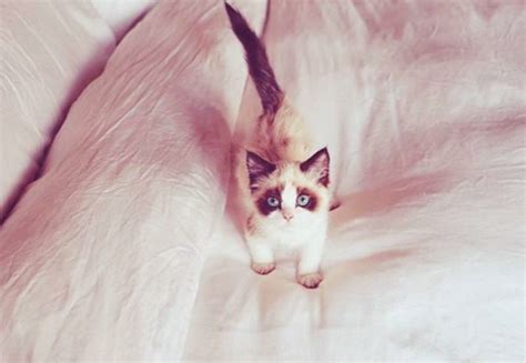 Taylor Swift Falls In Love With Benjamin Button A Ragdoll Kitten ‘purrbox Michael Broad