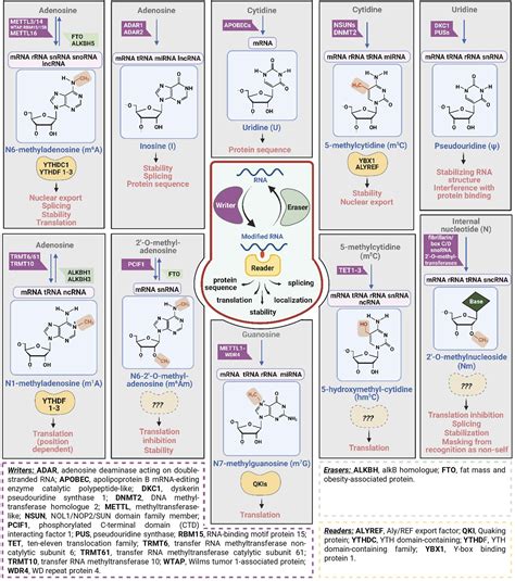 Frontiers Rna Modifications And Their Role In Gene Expression