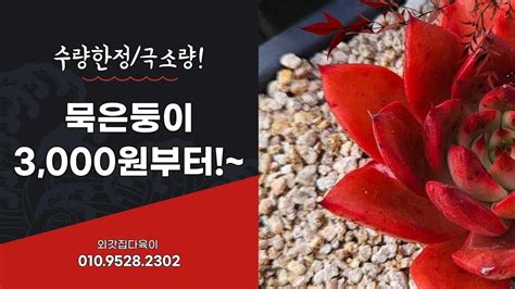 묵은둥이 고급다육이3000원부터 10000원까지초특가세일 Youtube