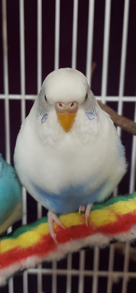 Which Sex Recessive Pied 2 Years Old Rbudgies
