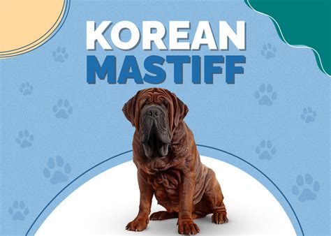 Korean Mastiff Pictures Info Temperament And Traits Hepper Pet Resources