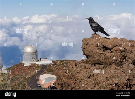 Common Raven Corvus Corax Northern Raven Nordic Optical Telescope